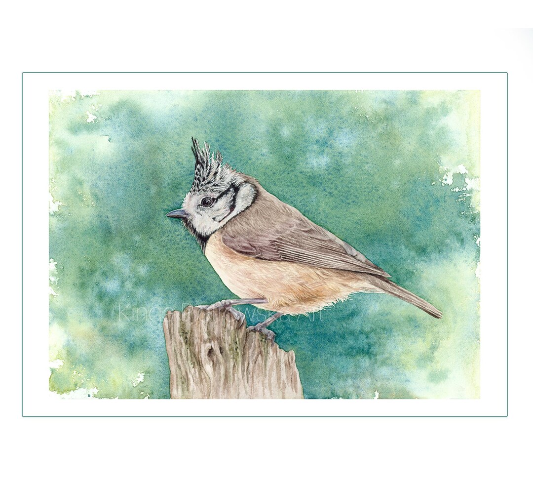 Crested Tit - Giclee Print of a Realistic Watercolor Painting, Printed ...