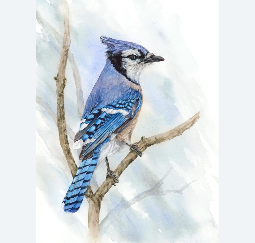Blue Jay - Hand-painted Original Watercolor Painting of Blue Jay 9x12 ...