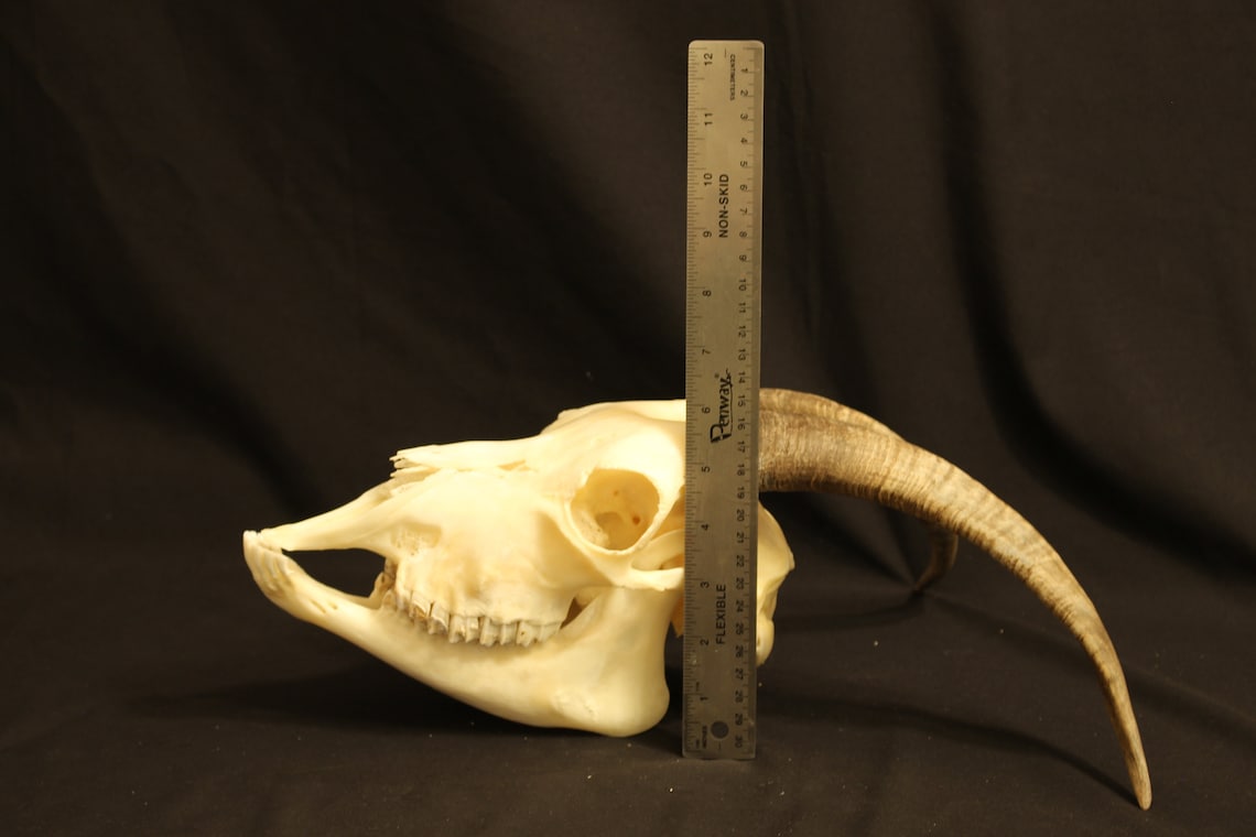 African Goat (capra Aegagrus Hircus) Skull - Etsy