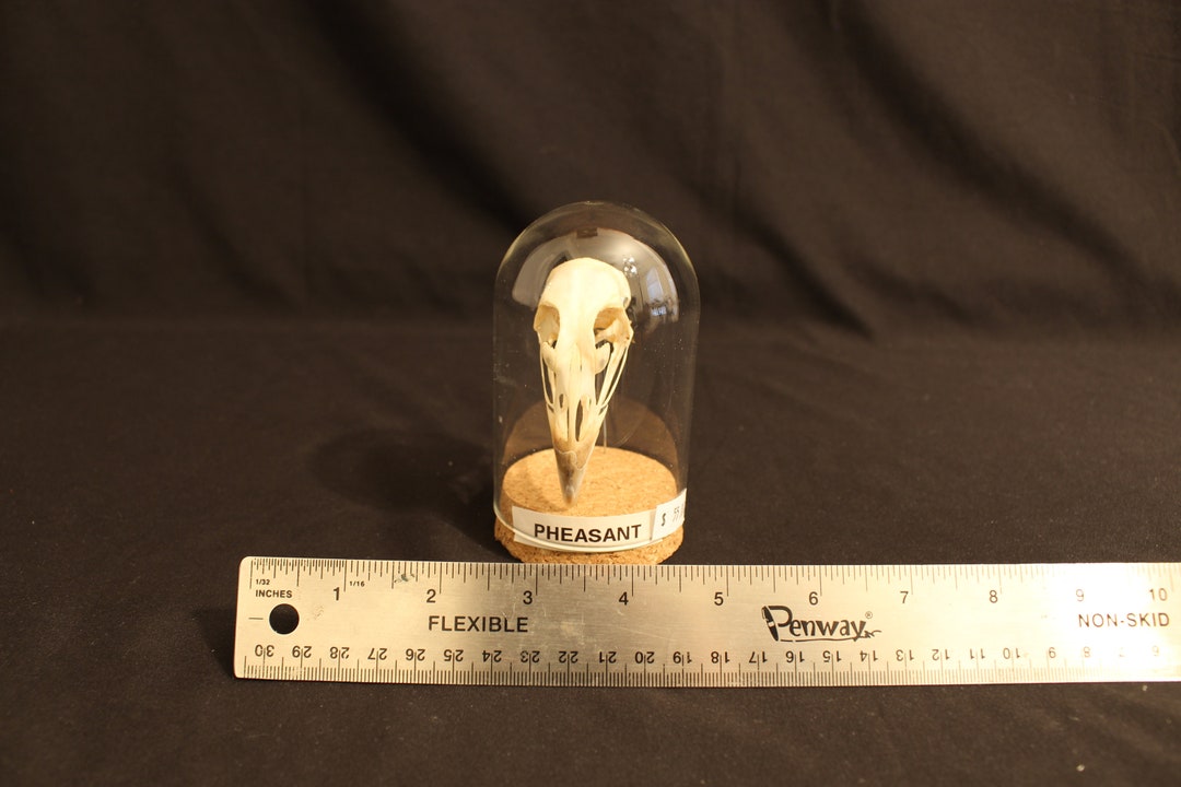 Pheasant Skull in Glass Dome - Etsy
