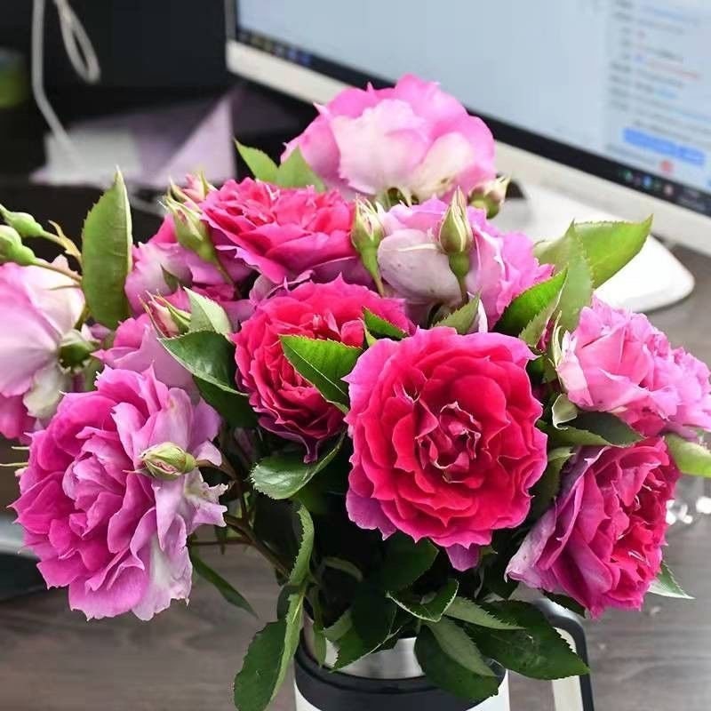 Sheherazade Rose. 天方夜谭 continue Blooming. - Etsy