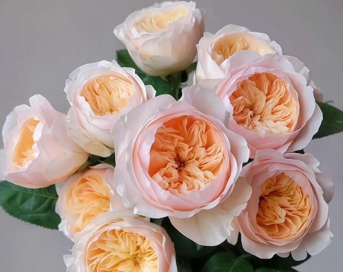 Chinese Julie. Climbing Rose Hanxian 涵仙，cut Rose. Highly Recommended ...