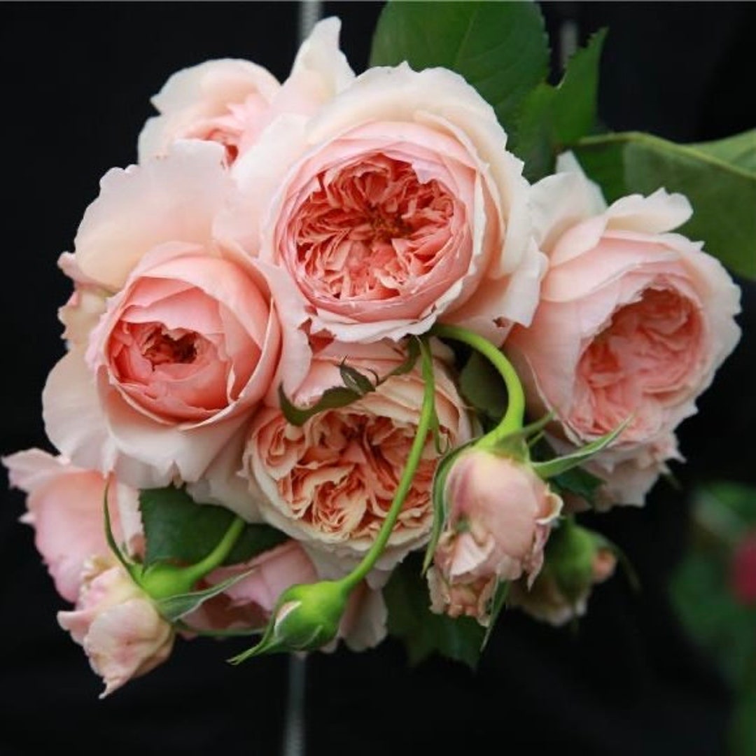 Masora. 真宙 Japanese Rose. Super Fragrance and Heat Resistance. - Etsy