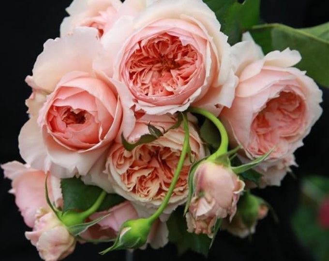 Rose Plant washitsu 和室 ジャパネスクモナムール - Etsy