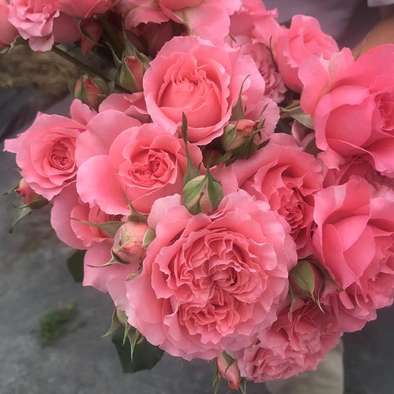 Rose Corail Gelee.珊瑚果冻. - Etsy