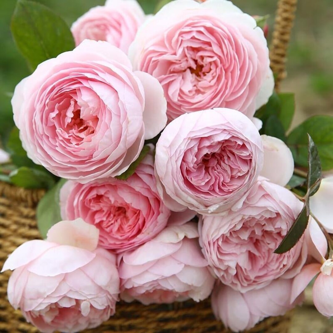 Rose Geff. Shrub Rose 杰夫 汉密尔顿 Hamilton. - Etsy