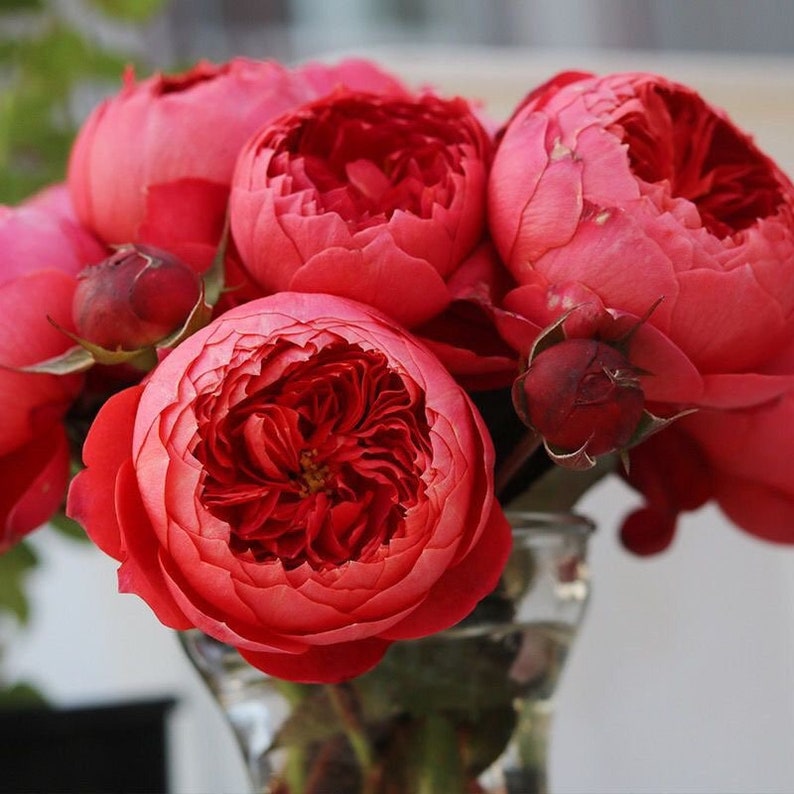 Chinese Rose. Zhushawan 朱砂碗. Pretty Cabbage Red Flower. Repeat Blooming ...