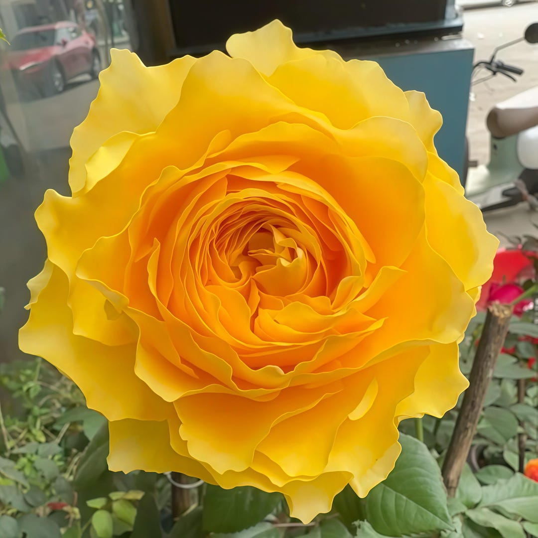 Shining Smile. Japanese Cut Rose - Etsy