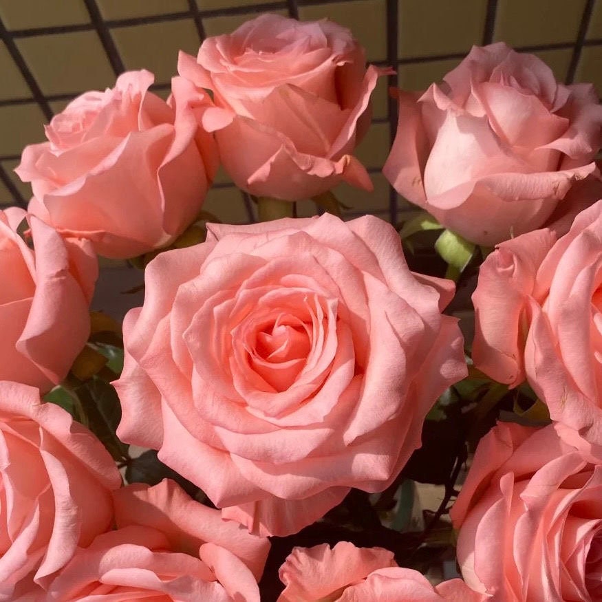 Rose Diana. 戴安娜 Cut Rose. Tantau Rose. Easy Care. - Etsy