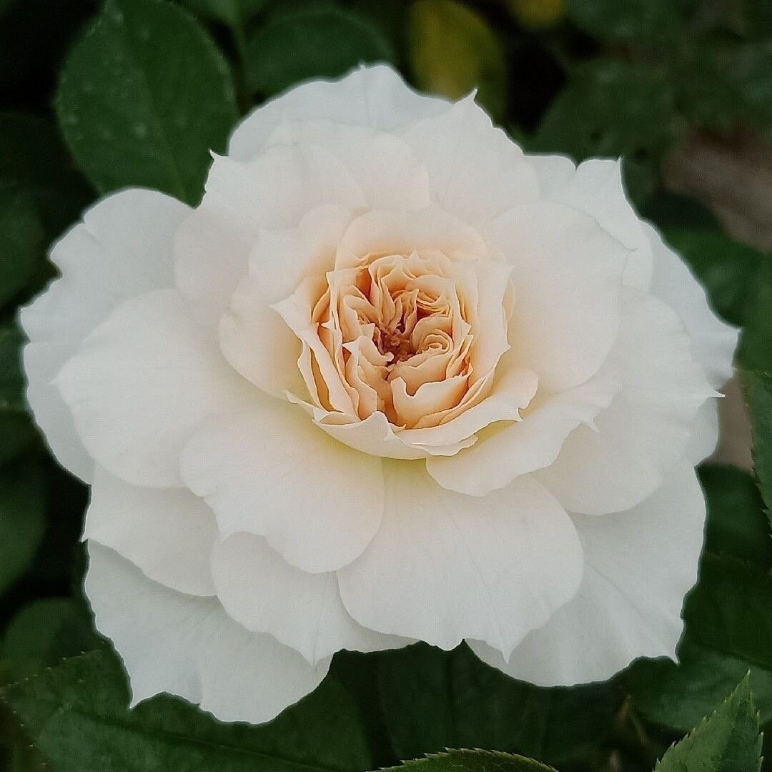 Royal Diva.歌剧皇后. Cut Flower. Big Flower. Continue Blooming. Shrub Rose ...