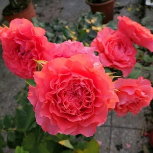 Rose Corail Gelee.珊瑚果冻. - Etsy