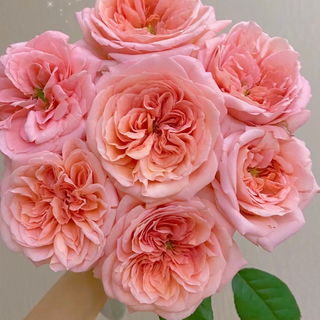 London Eye. 伦敦眼 Cut Rose. - Etsy