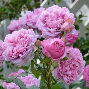 Rose Pompadour.庞巴度 France Rose.nonstop Blooming. Fragrance. Live Plant ...