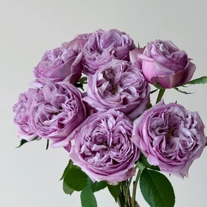 Rose Repartil 重启 - Etsy