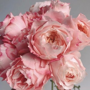 Rose Princess Sakura 樱花公主 Own Root Shrub Rose. Continue Blooming. Own ...