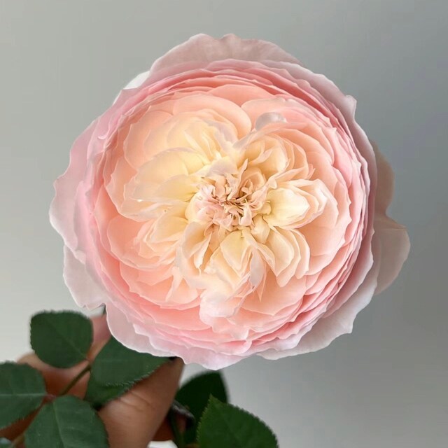 Ergongziroses - Etsy