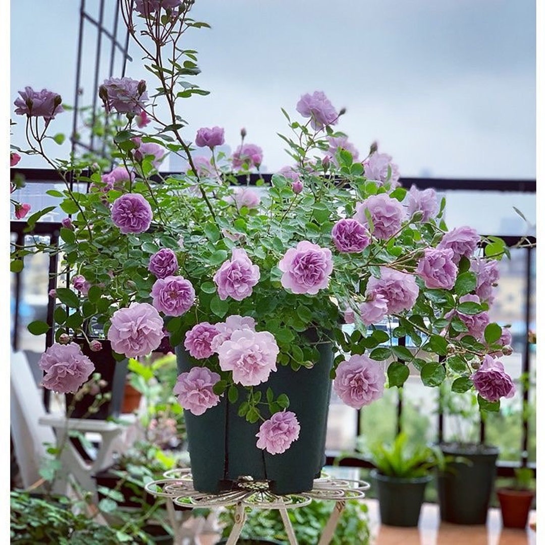 Rainy Blue.蓝色阴雨 1-2 Foot Tall Plant. Fast Grow. Comes With Pot. - Etsy