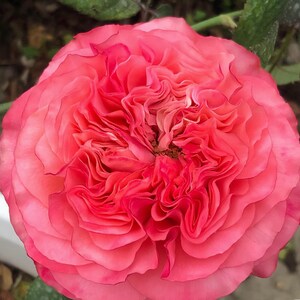 Rose Coral Reeva. 红珊瑚 Cut Rose - Etsy