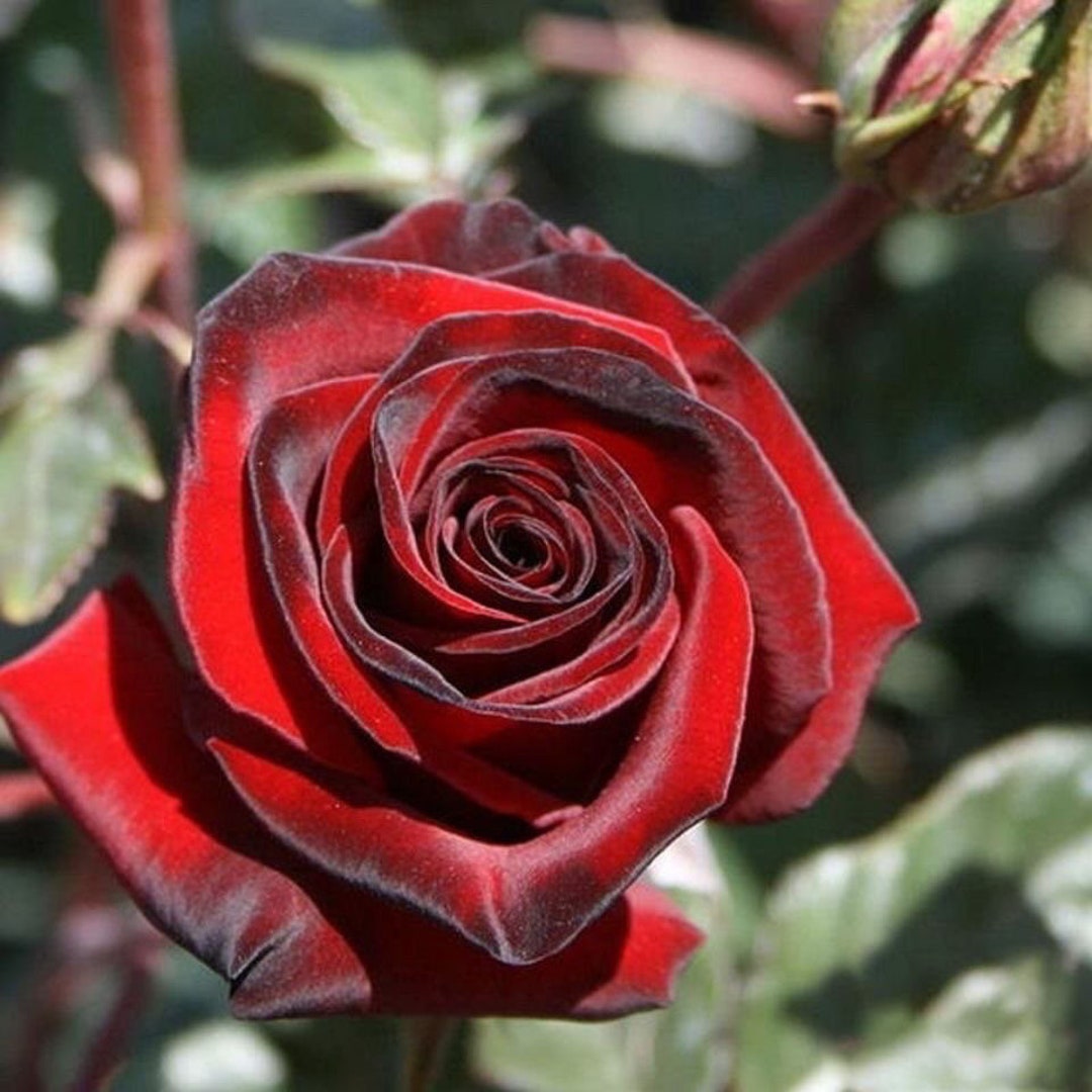 Black Magic. 黑魔术 German Rose. - Etsy