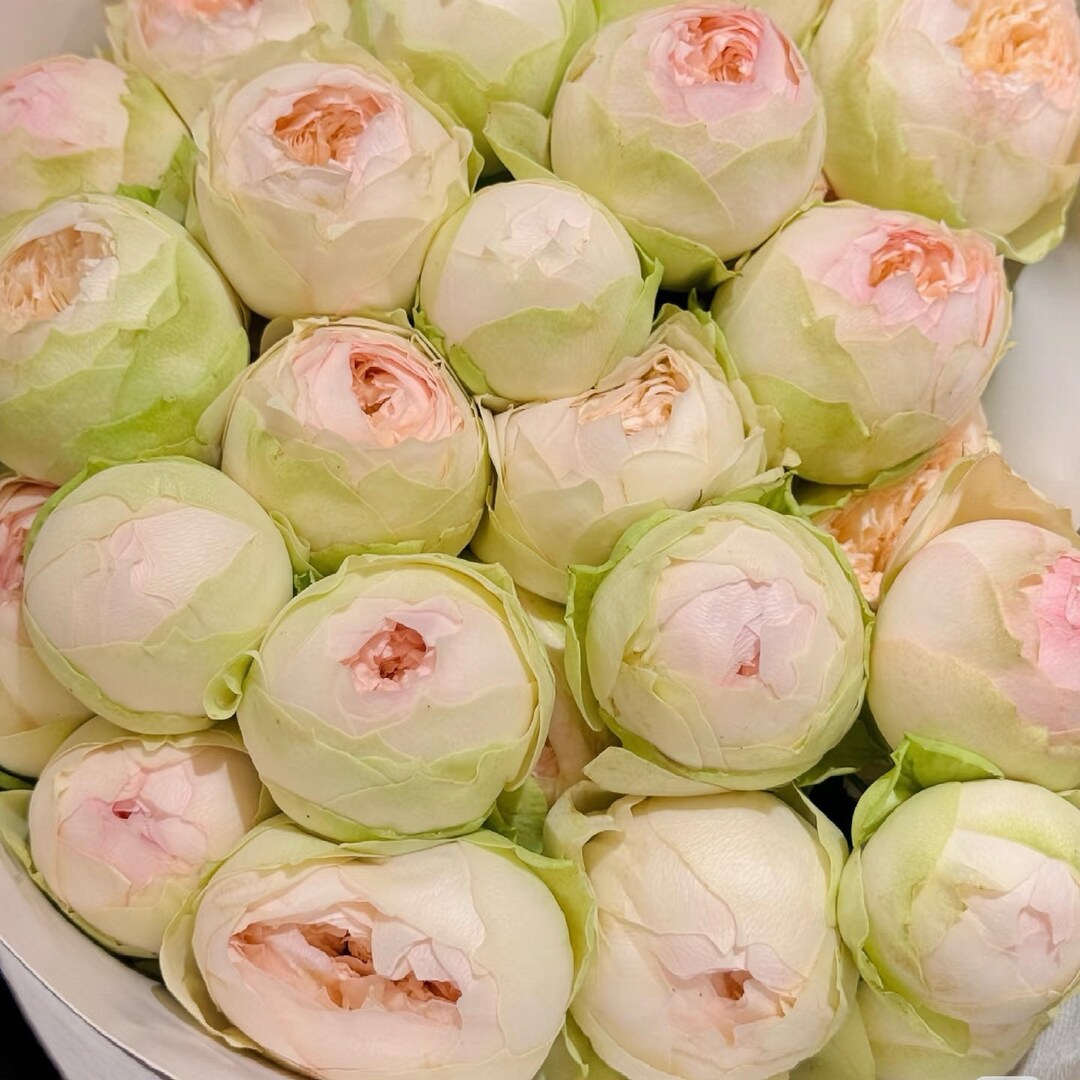 Pinky Pie 粉红派 Cut Rose. Live Plant. - Etsy