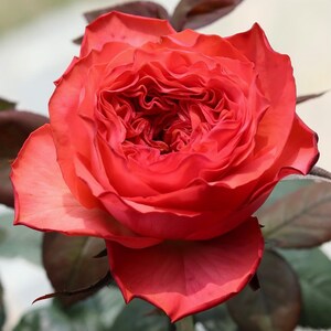 Rose Coral Reeva. 红珊瑚 Cut Rose - Etsy