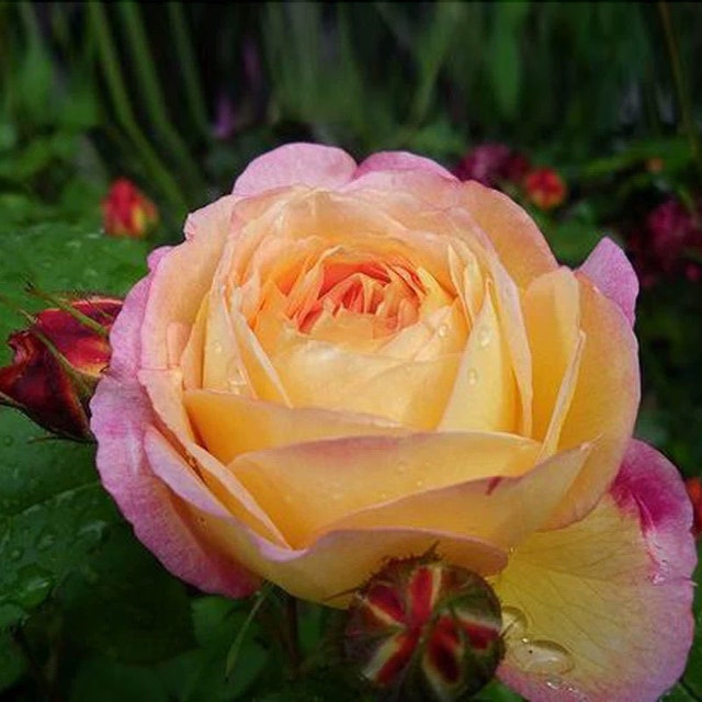 Ergongziroses - Etsy