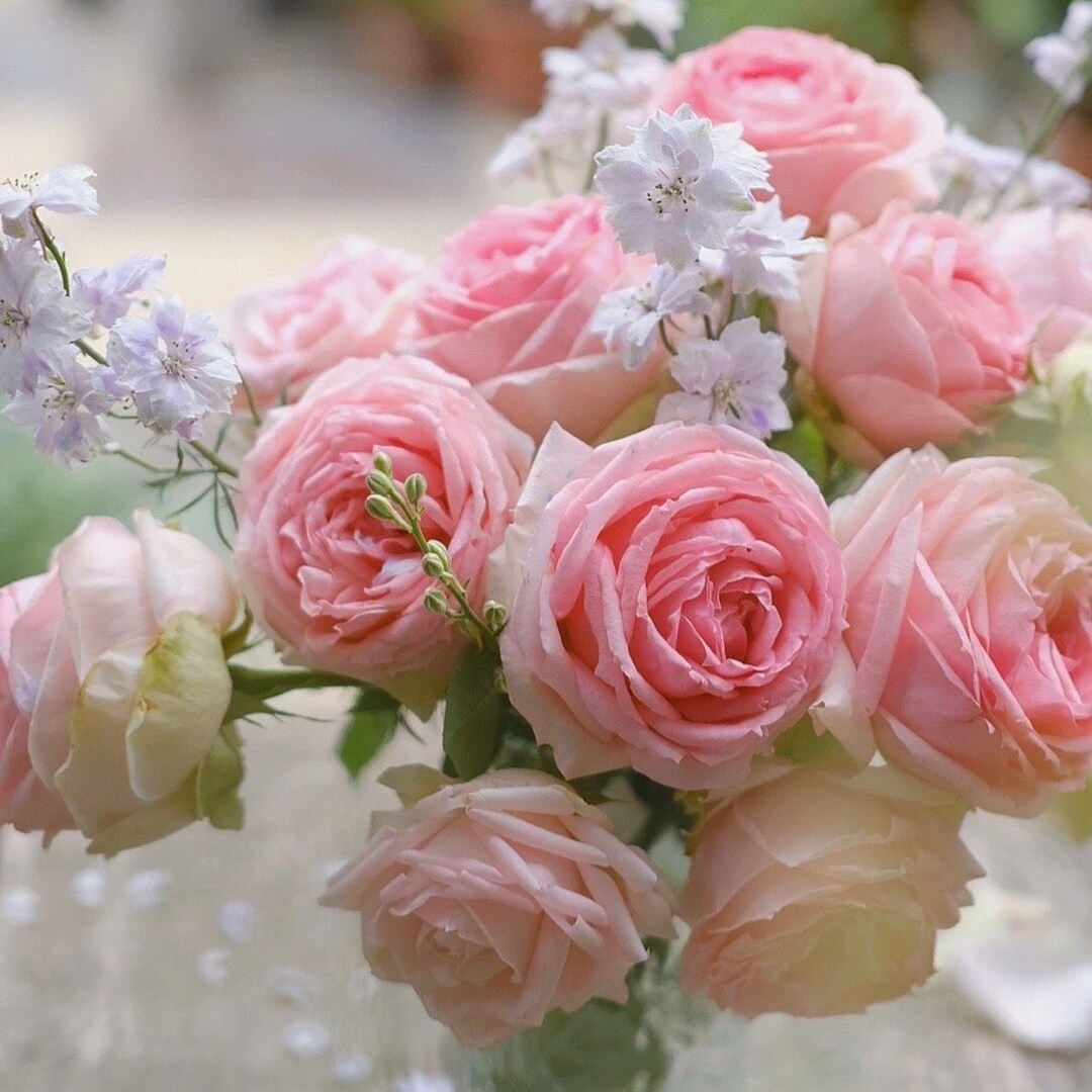 First Lady. Tantau Rose. 第一夫人 - Etsy