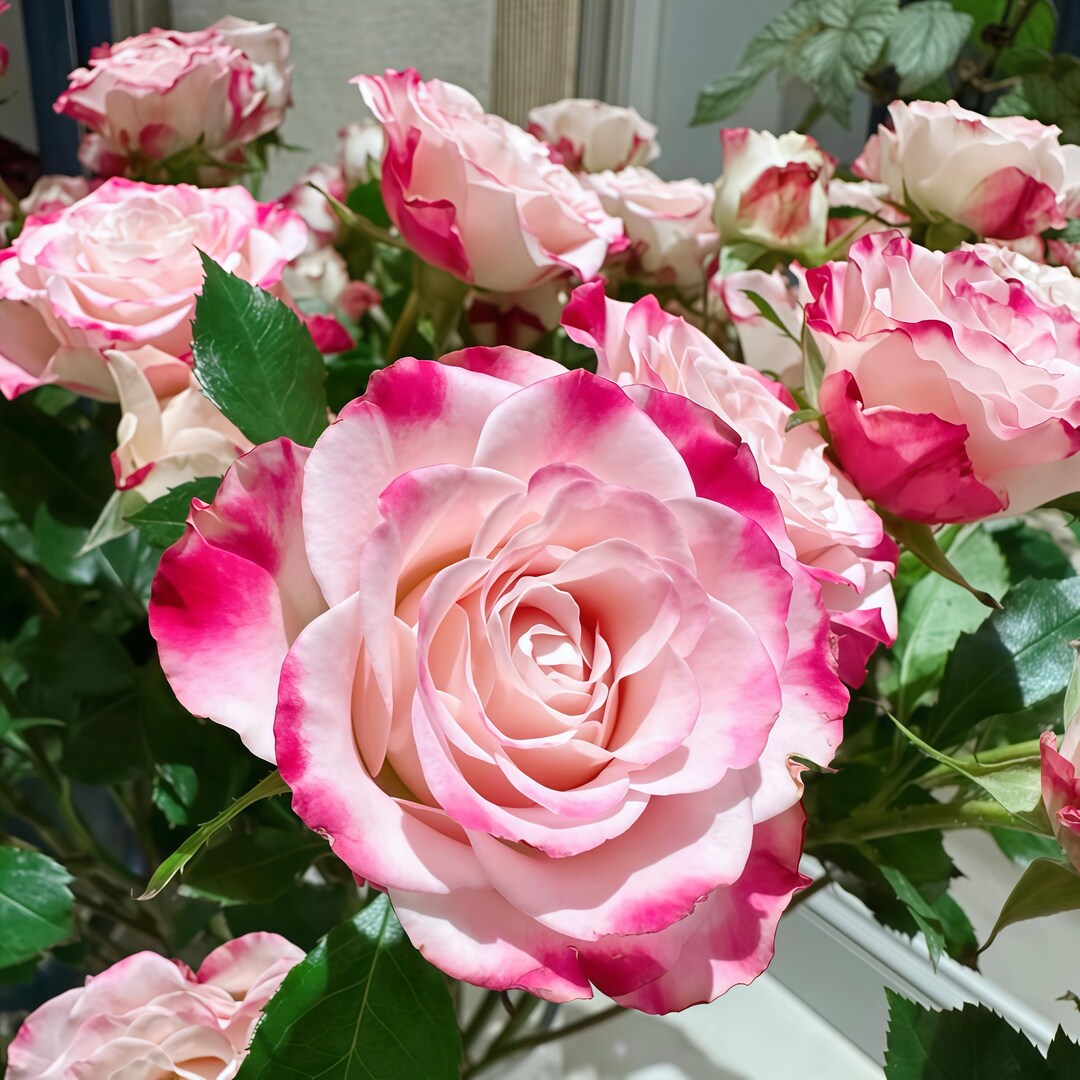 Rose Reflex 折射泡泡 Dutch Rose. Cut Rose. - Etsy