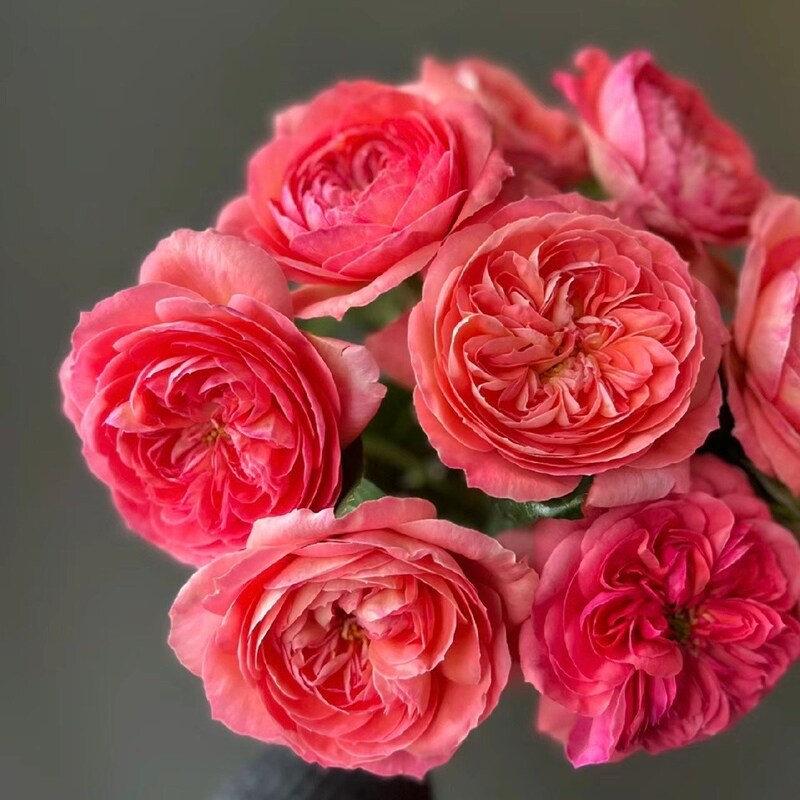 Ergongziroses - Etsy