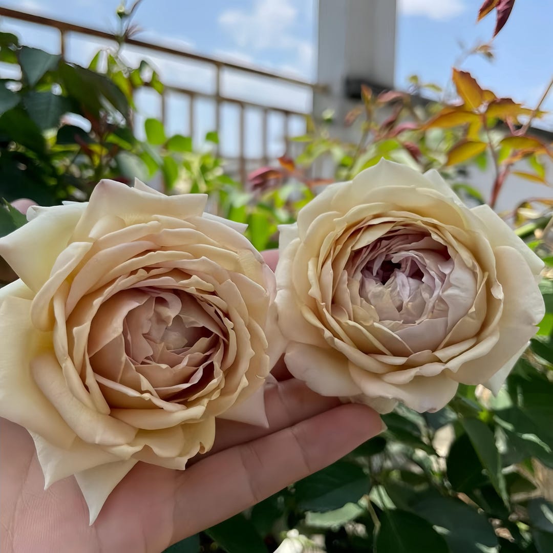 Rose Robe Doll，长袍娃娃 - Etsy