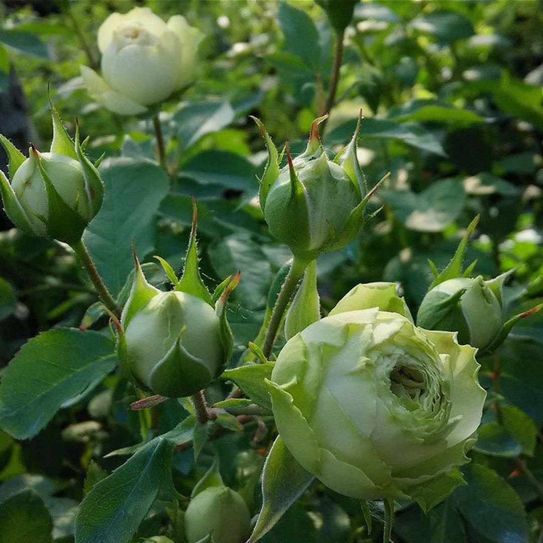 Rose Lovely Green. 可爱绿. Cut Rose. Long Lasting Flowers. Own Root. - Etsy