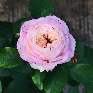 Domaine De Chantilly Rose 玫瑰香橙. - Etsy