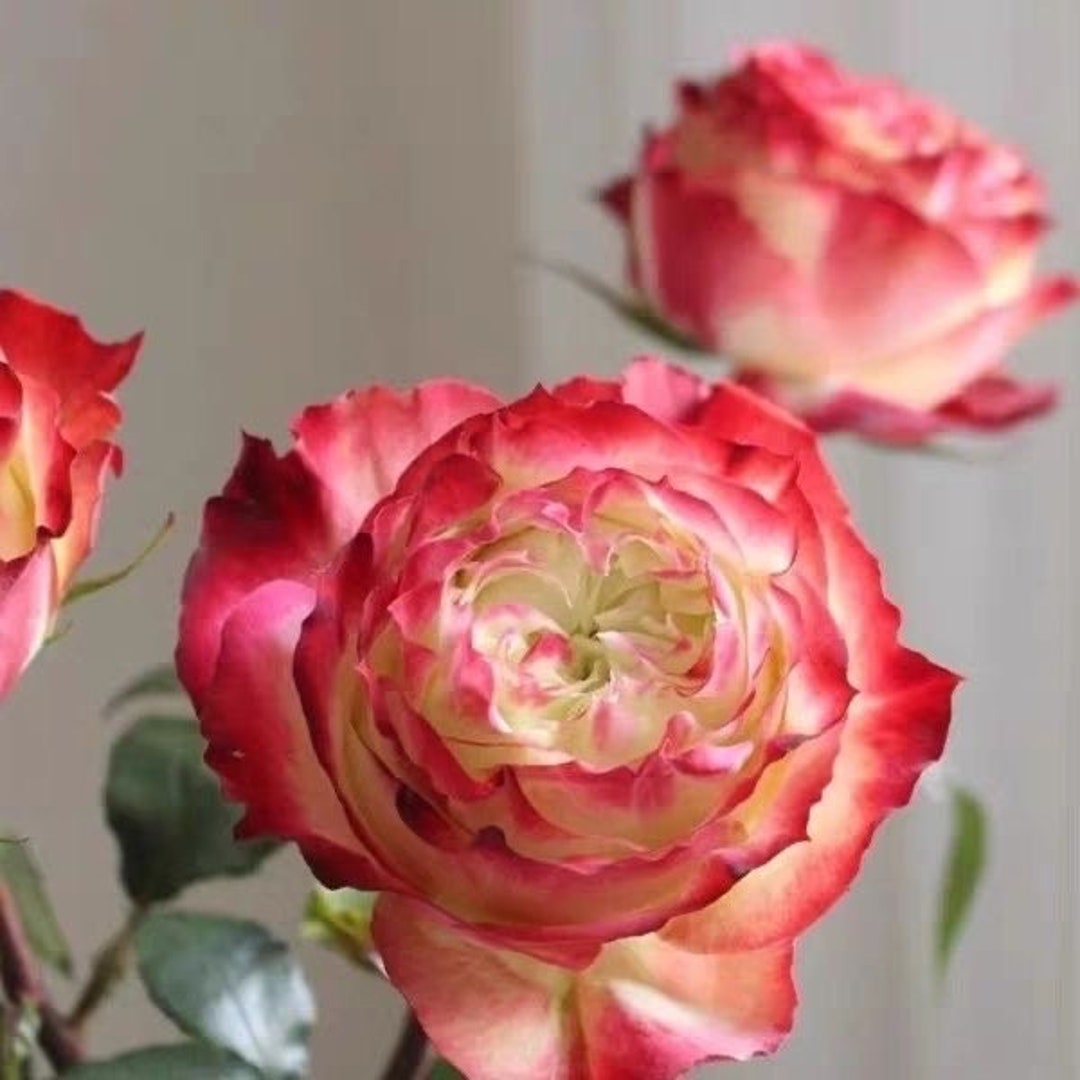 Rose Apple Jack. 苹果杰克 - Etsy
