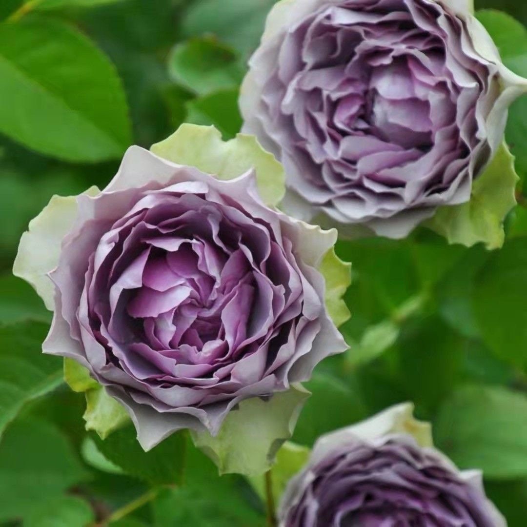 Japanese Rose Coffret. 首饰盒，continue Blooming. Own Root. - Etsy