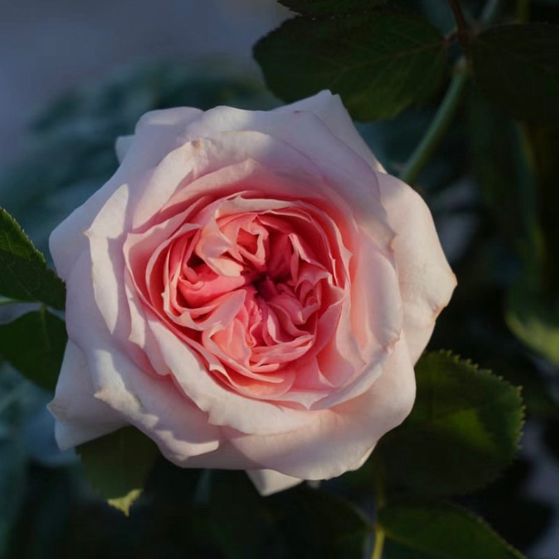 Ergongziroses - Etsy