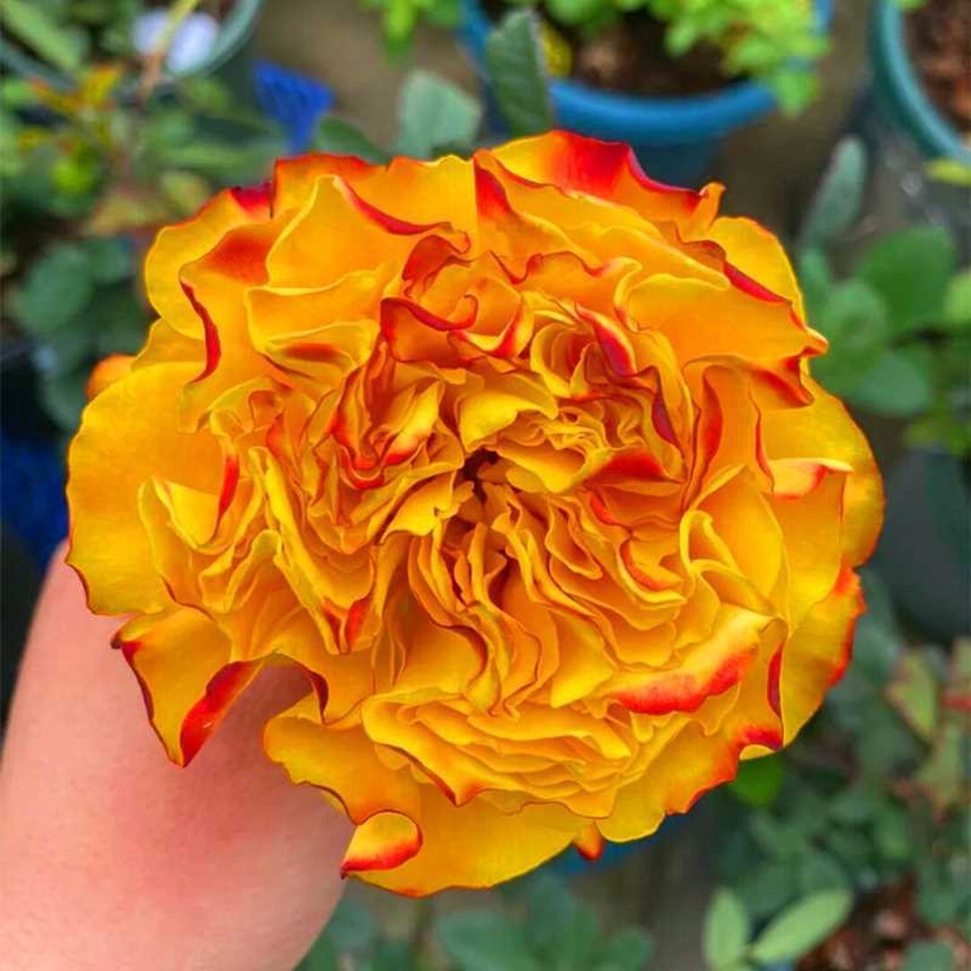 Rose Mango Lieber. 芒果酒吧 - Etsy