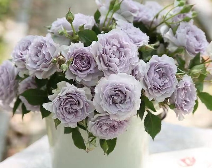 Rose Jise US Seller 霁色 1 Gallon - Etsy