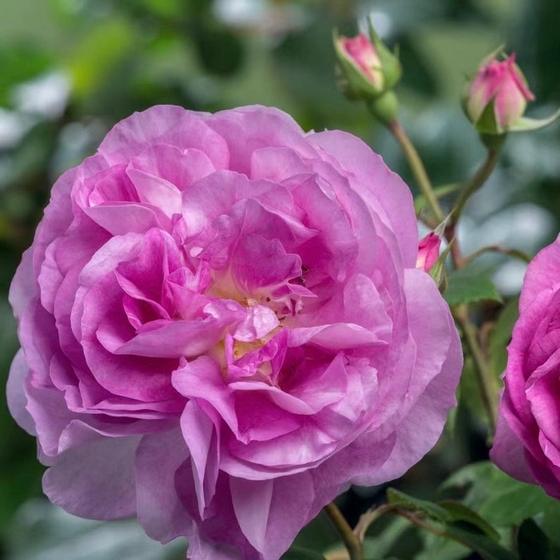 Rose Saphir 蓝宝石 Tantau Rose. - Etsy