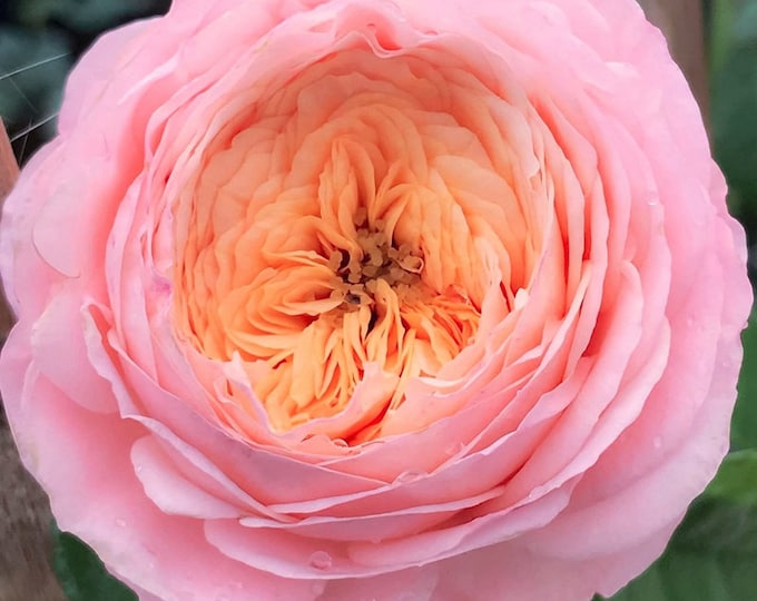 Domaine De Chantilly Rose 玫瑰香橙. - Etsy