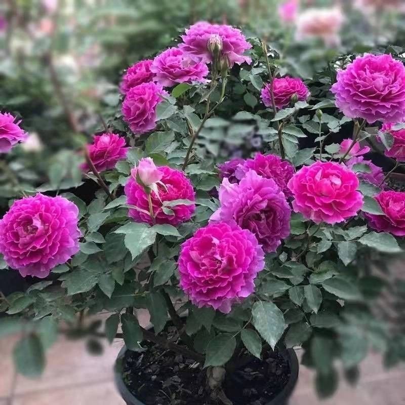Sheherazade Rose. 天方夜谭 continue Blooming. - Etsy