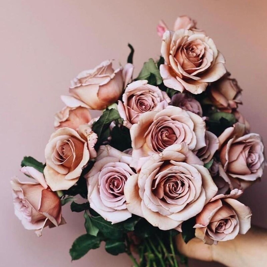 Rose Koko Loco 可可洛可 - Etsy