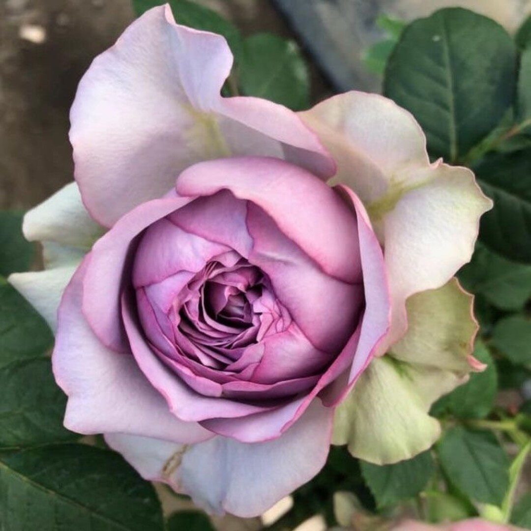 Japanese Rose Coffret. 首饰盒，continue Blooming. Own Root. - Etsy