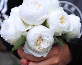 Rose “yves Wedding Road”婚礼之路 Strong Fragrance Japanese Rose Live Plant ...