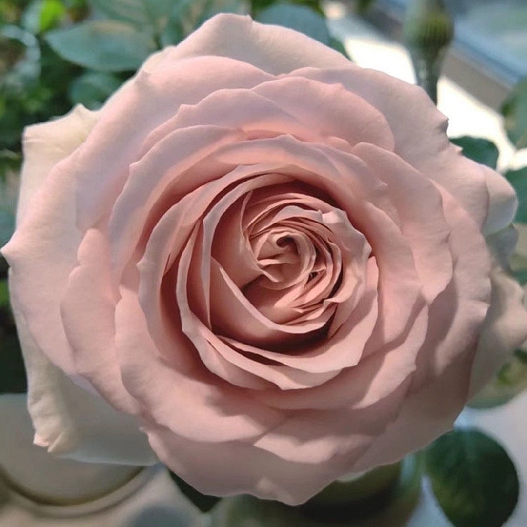 Rose Cosette 珂赛特 - Etsy