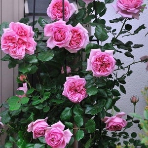 Rose Pompadour.庞巴度 France Rose.nonstop Blooming. Fragrance. Live Plant ...