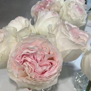 Rose Lorena Summerhouse 蕾娜山庄 - Etsy