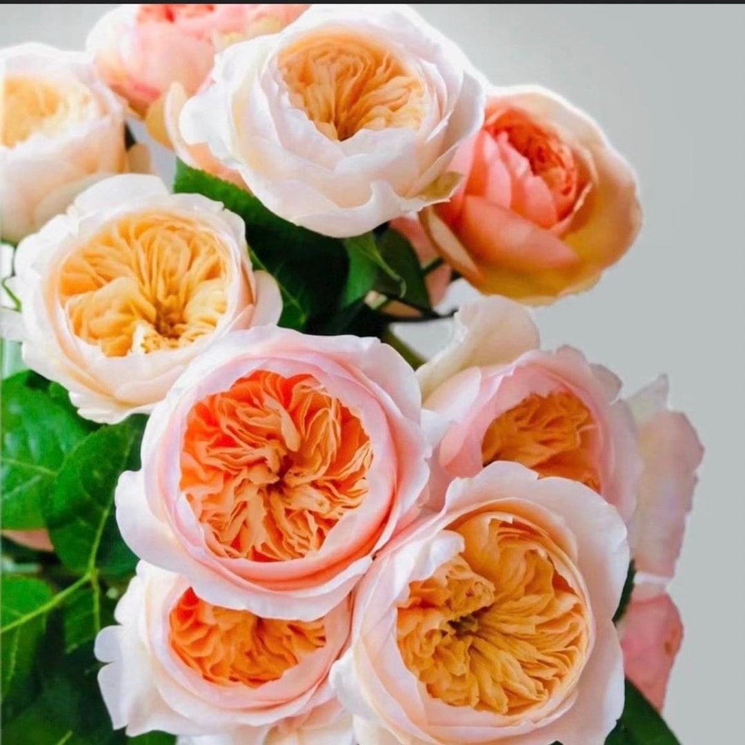 Rose 明宫 Chinese Julie. - Etsy