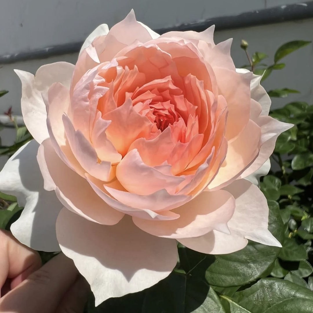 Monica Davi. 莫妮卡戴维 Pretty Flower. Own Root. Shrub Rose. Continue ...