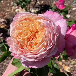 Domaine De Chantilly Rose 玫瑰香橙. - Etsy