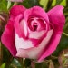 Rose Maxim 美心 - Etsy